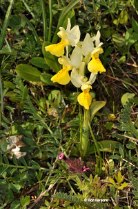 Orchids from the Greek Island of Crete