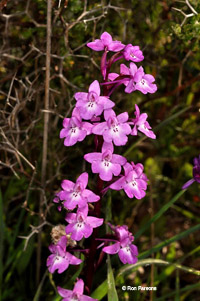 Orchids from the Greek Island of Crete