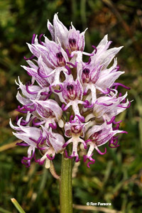 Orchids from the Greek Island of Crete