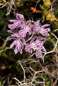 Orchids from the Greek Island of Crete