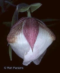 Calochortus