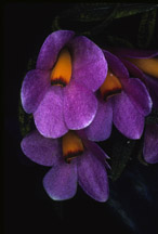 Dendrobium species, orchid photographs